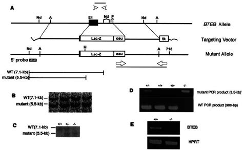 Mutation Of Mouse Bteb Gene A Outline Of Targeting Vector And