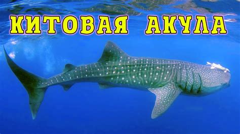 Китовая акула Удивительные гиганты океана Youtube