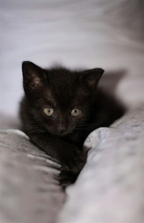 A Small Black Kitten Laying On Top Of A Bed Photo Free Valjevo Image