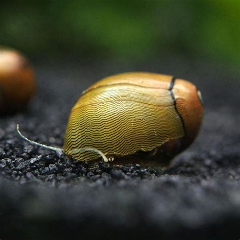 Улитка неритина Тыква Neritina Sp купить по выгодной цене в интернет