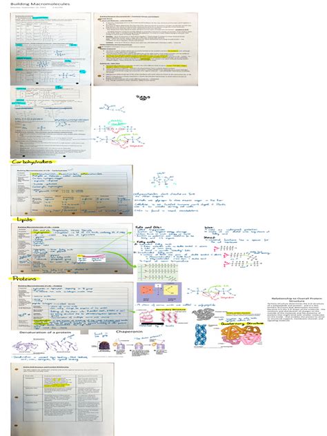 Building Macromolecules Pdf