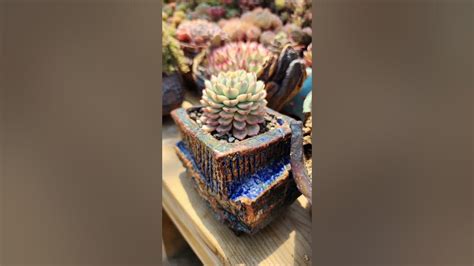 착한마녀의 다육이야기 다육이 다육이농원 다육이분갈이 다육이종류 다육이사진 경주다육이 다육이키핑장 다육이판매 흙이랑다육이랑 Succulent 쇼츠