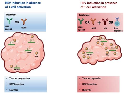 Immunotherapy Hev Light Tme Tumour Discovery Immunology