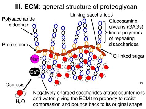 Ppt Cell Adhesion And Ecm Powerpoint Presentation Free Download Id
