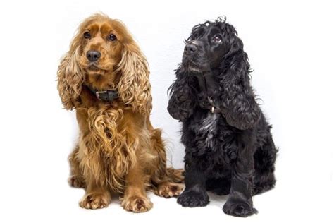 Cocker Spaniel Englisch American Charakter Und Welche Sorten Gibt
