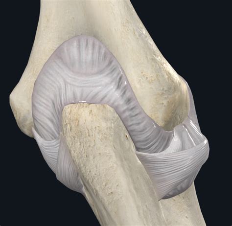 Posterior View Of Elbow Joint Ligaments Diagram Quizlet