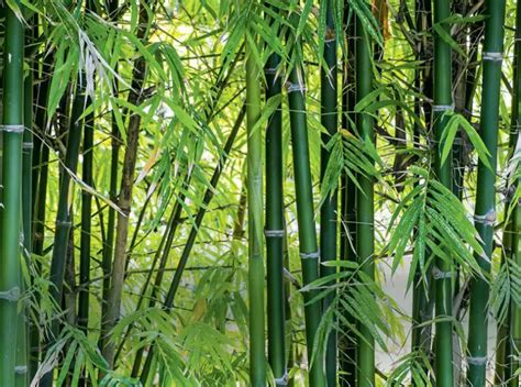 Bambu Metake Como Cultivar Características E Fotos Mundo Ecologia