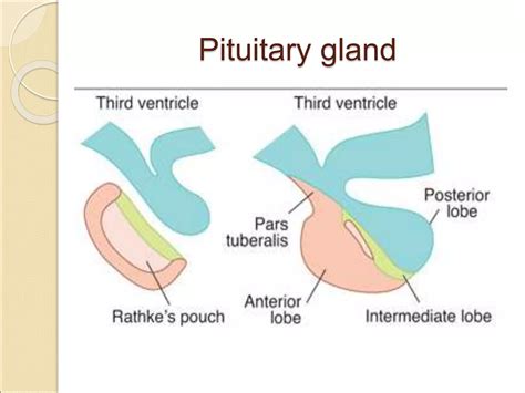 Hypothalamus Pituitary Axis Ppt