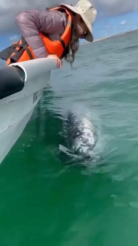 Profile Save This Grey Whale Enjoys A Face Scratch Would You Do This Travel
