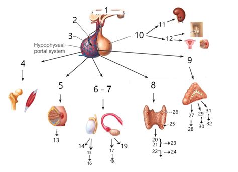 Bio 163 System Diagram Quizlet
