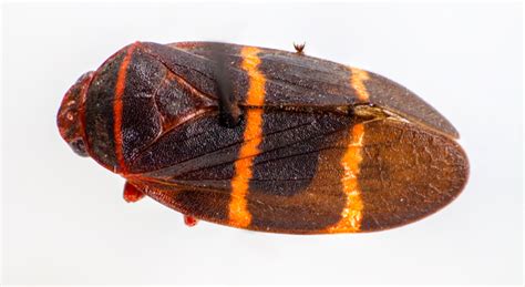 Twolined Spittlebugs In Turf Nc State Extension Publications