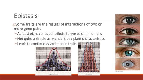 Extensions Of The Laws Of Inheritance Ppt Download