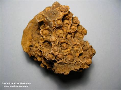 Lithostrotionella Custelnaui Coral Fossils