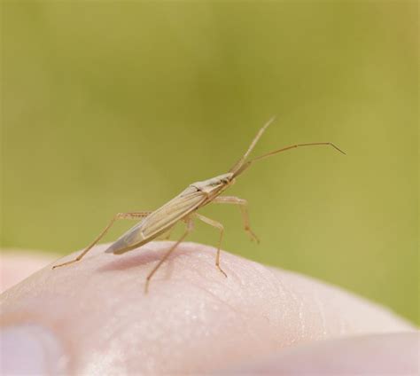 Grass Bug Insect Week