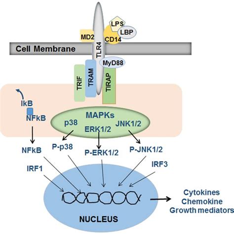 Schematic Of Lps Induced Signaling In Inflammatory Cells Lps In Download Scientific Diagram