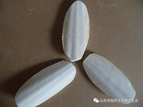 每日一对之乌贼骨浙贝母