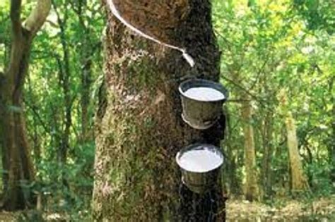 Grel To Buy 19500 Tonnes Of Dry Rubber Unique Trees Tree Seeds
