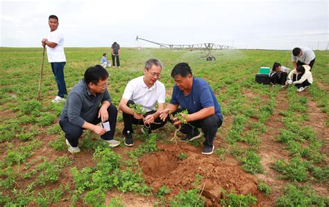 草盛沙地好“定边”——西北农林科技大学团队创新治理模式让盐碱沙地焕发新生