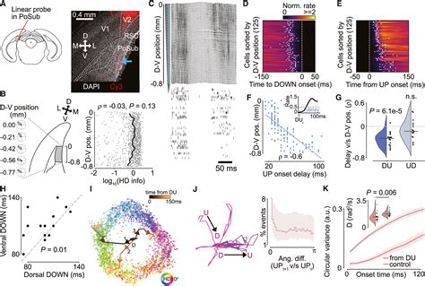 Hyperpolarization Activated Currents Drive Neuronal Activation Sequences In Sleep Current Biology