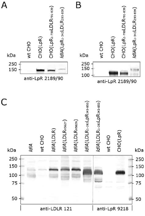 A B Western Blot Analysis Of Membrane Proteins Isolated From Wt Cho