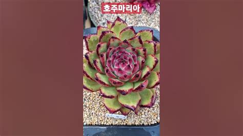 다육이 호주마리아 다육식물 Succulents 임영웅 多肉植物 Shorts Youtube