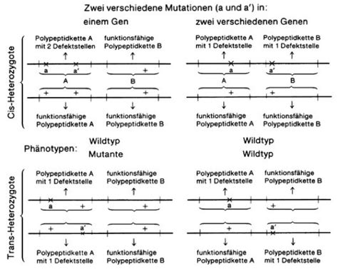 Cis Trans Test Lexikon Der Biologie