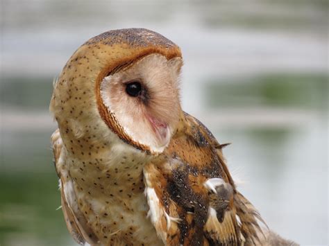 Barn Owl Eating