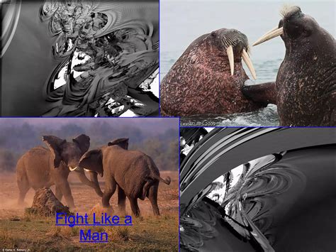 Sexual Selection PPT Cats Pets