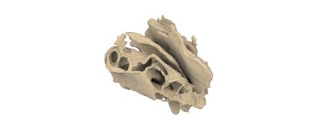 Stl File Ethmoid Bone 🦴 ・3d Printable Model To Download・cults