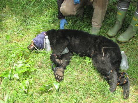 三重県獣害対策錯誤捕獲されたツキノワグマを学習放獣しました