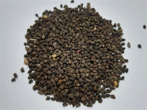 Синяк обыкновенный семена