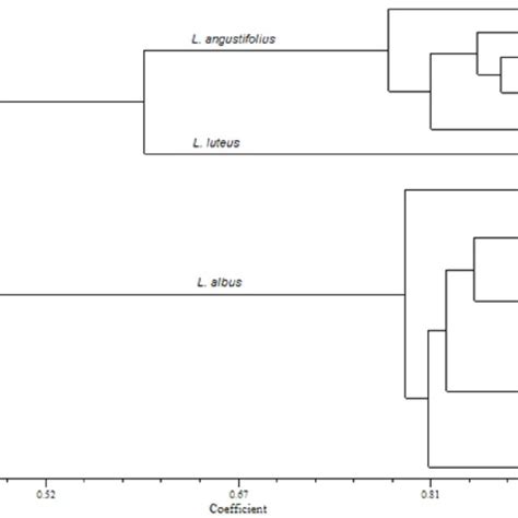 Rapd Dendrogram Showing The Genetic Relationships Among 20 Lupin