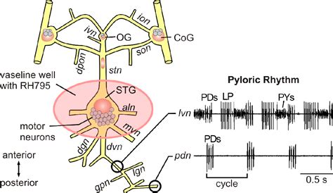 Figure 1 From A Combinatorial Premotor Neural Code Transformation Of Sensory Information Into