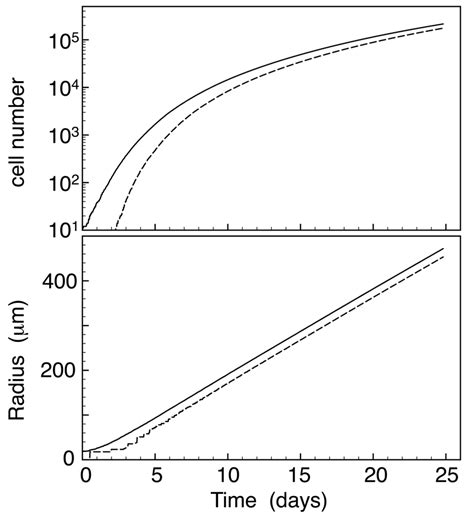 Simulation Of 3d Spheroid Growth In The Exponential Regime A Growth