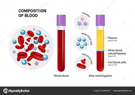 Diagrama Vectorial Composición Sanguínea Glóbulos Rojos Blancos