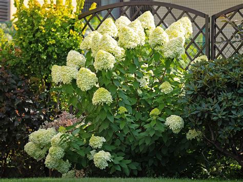 Hydrangea Paniculata Polar Bear 10l Plants At Urban Jungle