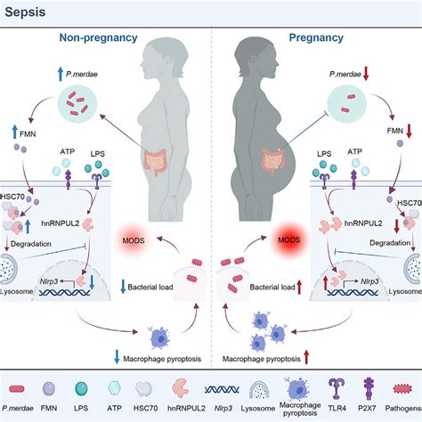 Immunity：南方医科大学团队解析妊娠期的脓毒症易感机制 生物通