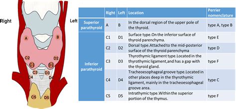 Parathyroid Gland Location
