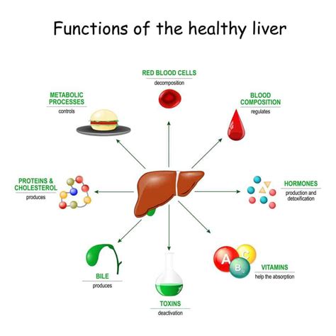 9 Best Ways To Improve Liver Function Natural And Effective Understory Healing