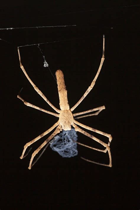 Ogre Faced Spider Facts Insects In Education