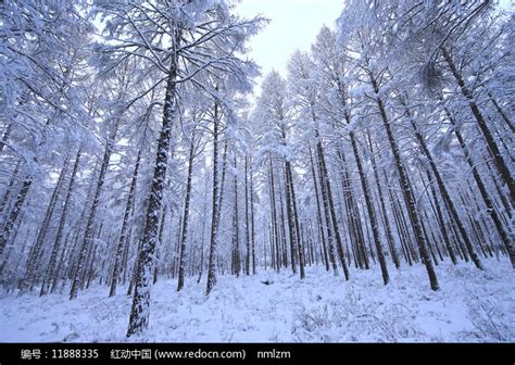 大兴安岭松林雪景高清图片下载 红动中国