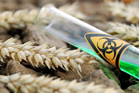 Dangers Of Genetically Engineered Crops 1 Photograph By Science Photo