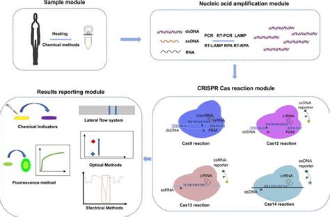 Crispr Cas Based Techniques For Pathogen Detection Retrospect Recent Advances And Future