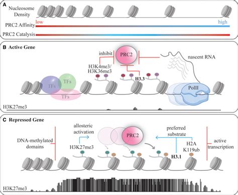 Not Just A Writer Prc2 As A Chromatin Reader Pmc