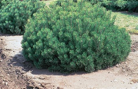Mugo Pine Varieties Information About Mugo Pine Trees Mugo Pine