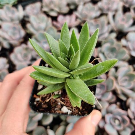 Red Pagoda Crassula Etsy