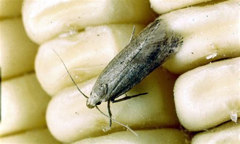 Common Stored Grain Insect Pests