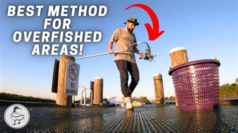 Catching Blue Crabs From A Public Pier For Dinner Catch And Cook