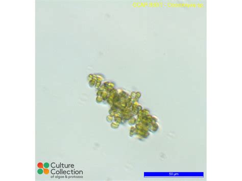 Coccomyxa Sp