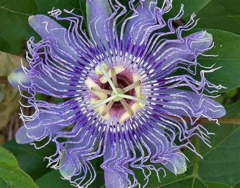 Hardy Passion Flower 5 Seeds Maypop Passiflora Passion Flower